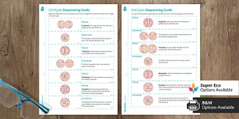 Cell Cycles | twinkl.co.uk