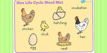 Life Cycle of a Chicken | Lesson Plans | EYFS Resources