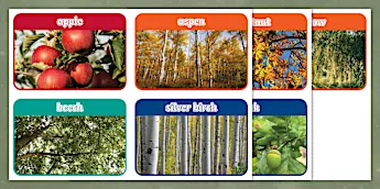 Botany Flashcards | twinkl.ca
