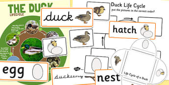 Duck Life Cycles Early Years (EYFS) - Life Cycle Duck Lifecycle