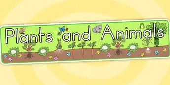 Plants Display Banners | twinkl.com.au