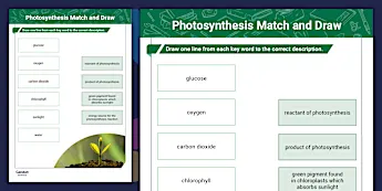 Photosynthesis Activities | twinkl.ca