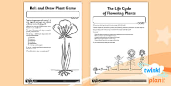 STEM Plant Lesson Plans And Resources | KS2 Science | Year 3
