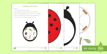 Ladybird or Ladybug Life Cycle Resources for Year 3-4