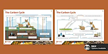 Carbon Cycles | twinkl.co.uk