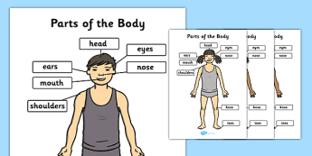 Human Body Parts | twinkl.com.au