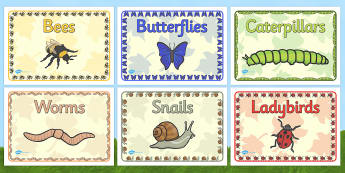 Minibeasts Group Signs Primary Resources, Group Signs, Classroom