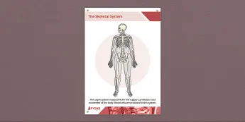 Skeletal Systems Biology | twinkl.co.uk