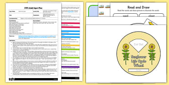 Sunflower Life Cycle - Primary Resources - Twinkl