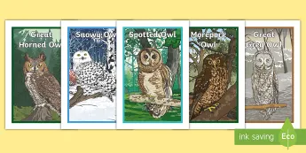 Classroom Owls | twinkl.com.au