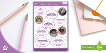 Hamster Care - Companion Care - Hamsters - Twinkl Pets