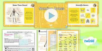 Animals including Humans - Year 3 Science Resources