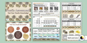 Fossils for Kids | twinkl.com