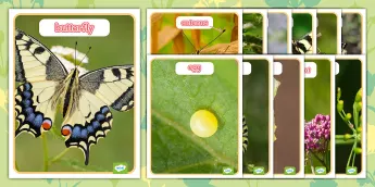 Monarch Butterfly Life Cycles | twinkl.com