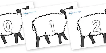Sheep Flashcards | twinkl.com.au