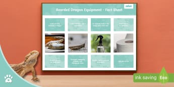 Bearded Dragon Care - Reptile Care - Beardies - Twinkl Pets