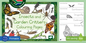 Insect Art Projects | twinkl.co.uk