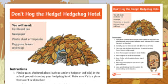 Hedgehog Activities - Animals - Life Processes - Twinkl