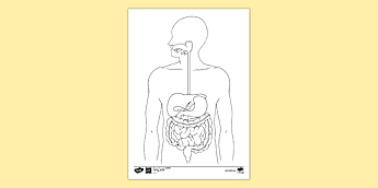 Human Digestive Systems | twinkl.co.uk