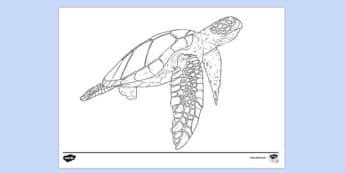 World Sea Turtle Day Activities For Parents | June Events