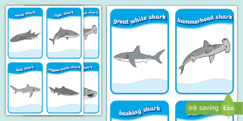 Under the Sea Flashcards | twinkl.co.uk