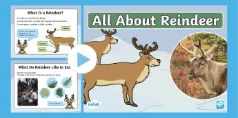 Reindeer Activities | twinkl.co.uk