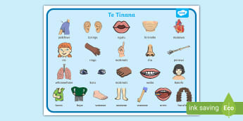 My Body - Te Reo Māori Resources - Years 3 - 4 - NZ