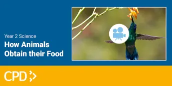 Food Chains Science | twinkl.co.uk