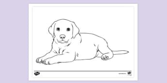 Pets Colouring Activities | Parents - Twinkl