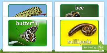 EYFS Minibeasts Teaching Resources