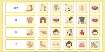 Body Parts Word Cards | twinkl.com.au