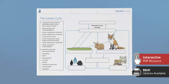 Represent the carbon cycle and examine how key processes including ...