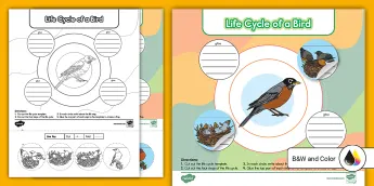 Biology Research Projects | twinkl.com