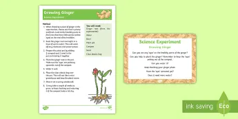 Ginger Products | twinkl.co.uk