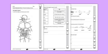 Animals Including Humans KS2 Primary Resources