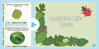 Ladybird Activities for Early Years | Life-Cycle Resources