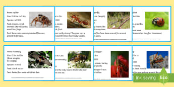 Insect Week June - Twinkl Parents Events And Activities For