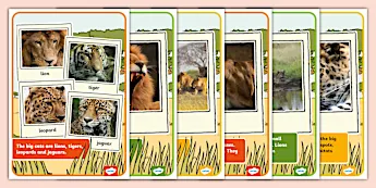 Big Cats Activities | twinkl.co.uk