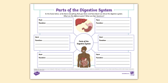 Digestive Systems Biology | twinkl.co.uk