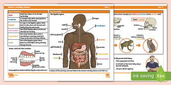 The Human Body | KS2 Science Resources | Human Body Topic