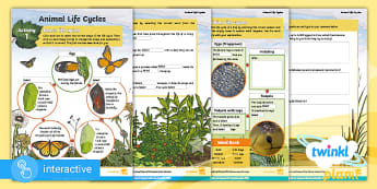 Life Cycles Mammals Amphibians Insects Birds | KS2 Science
