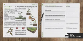Plant Hormones Biology | twinkl.co.uk