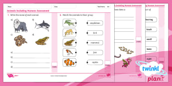 KS1 Science Assessment | Science | KS1 | Twinkl - Twinkl