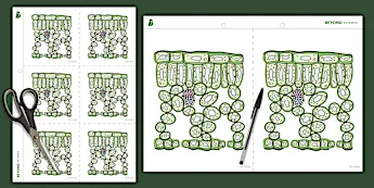 Leaf Structures Biology | twinkl.co.uk