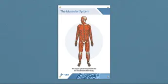 Muscular Systems Biology | twinkl.co.uk