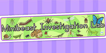 Minibeast Investigation Lab Role Play Primary Resources - bugs
