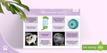Hamster Care - Companion Care - Hamsters - Twinkl Pets