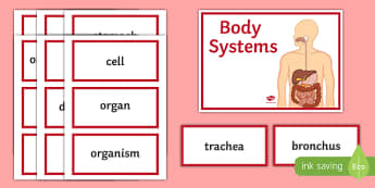 Organ Systems Teaching Resources | KS3 Biology | Beyond