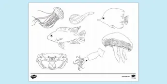 Biology Colouring Page • Twinkl.com.au