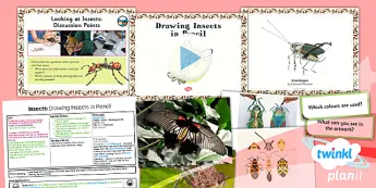Insects Lesson Plans | twinkl.com.au